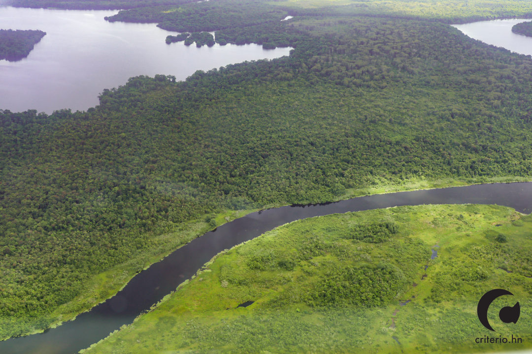 Biosfera del Río Plátano amenazada por tala ilegal, ganadería y ...